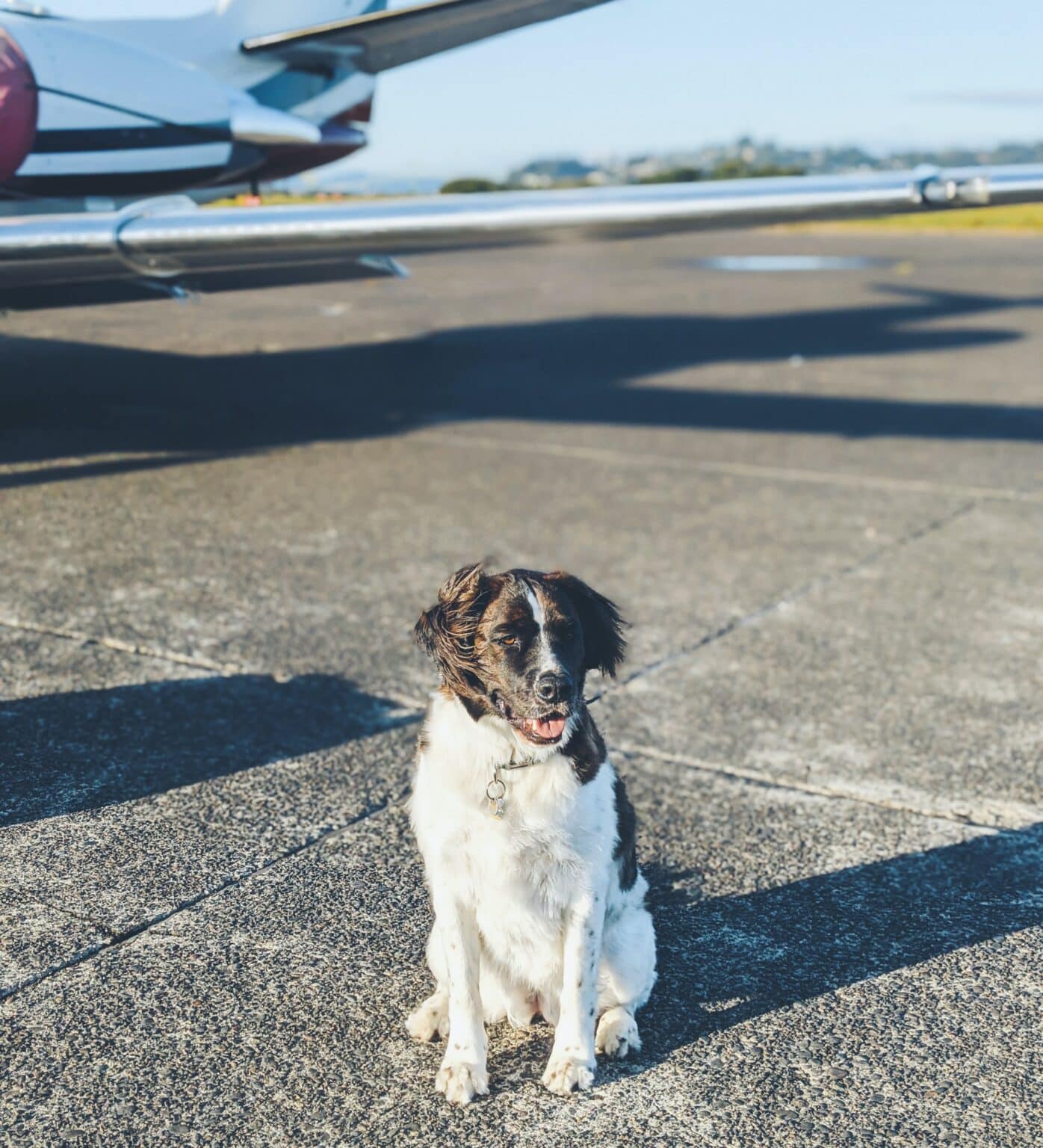 VallJet : airline - AEROAFFAIRES